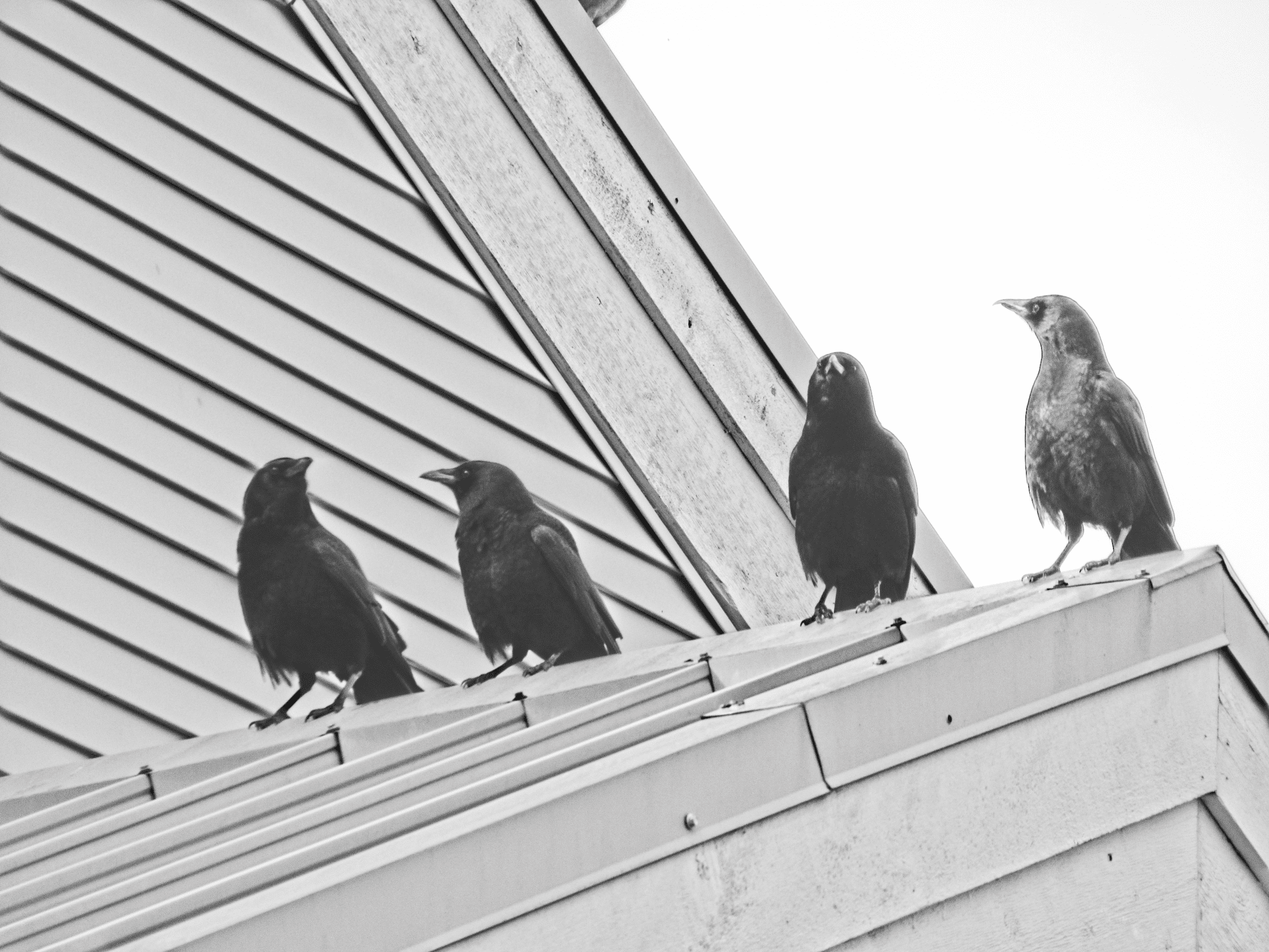 Chilliwack Crows – Mysterious & Misunderstood