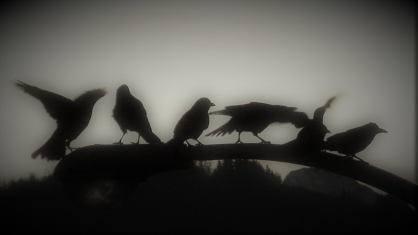 Chilliwack Crows – Mysterious & Misunderstood