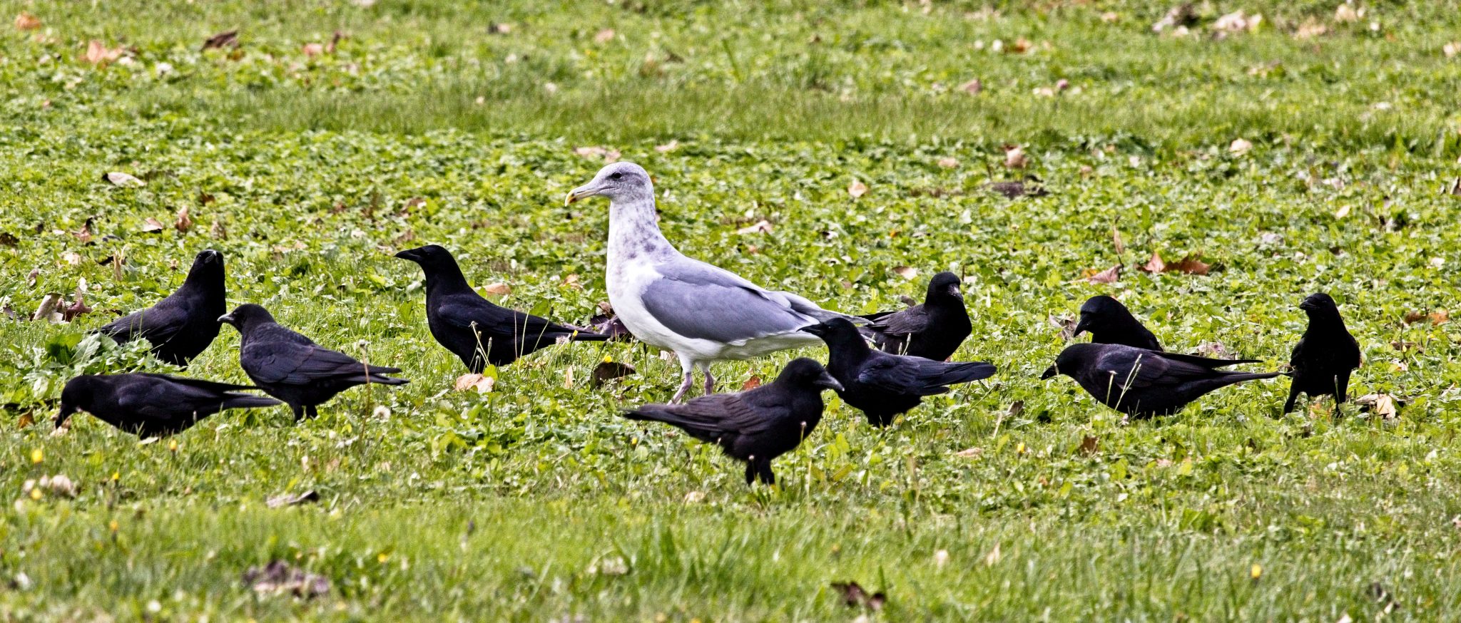 Chilliwack Crows – Mysterious & Misunderstood