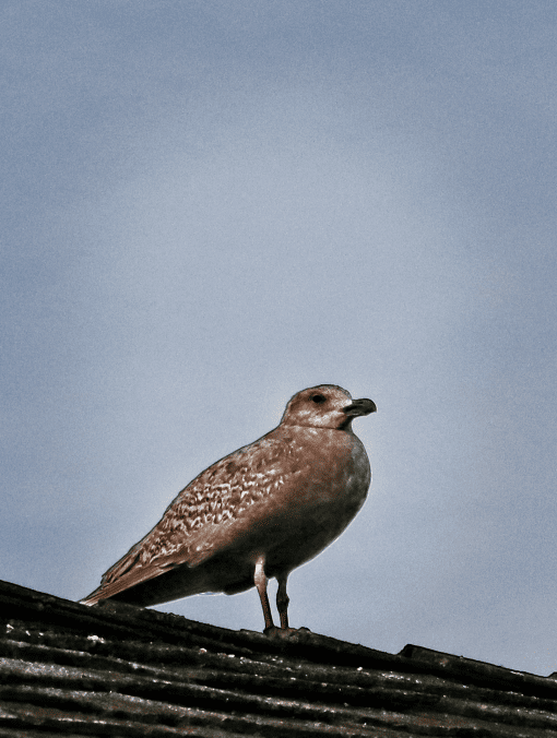 Chilliwack Crows – Mysterious & Misunderstood
