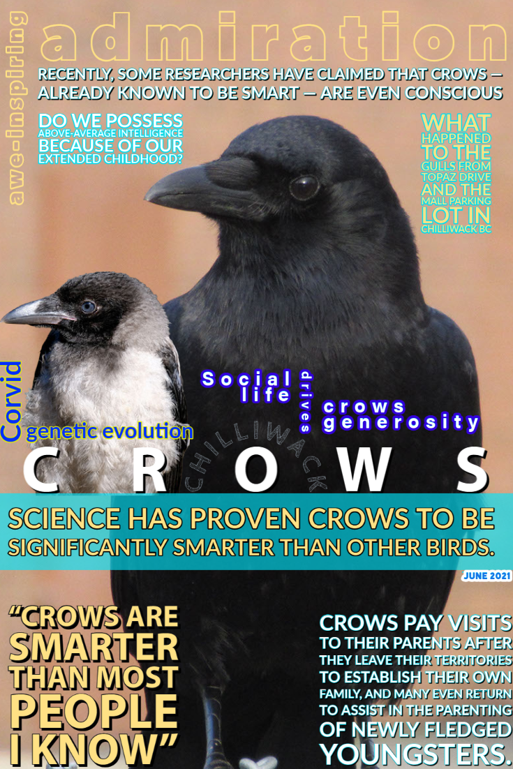 Chilliwack Crows – Mysterious & Misunderstood